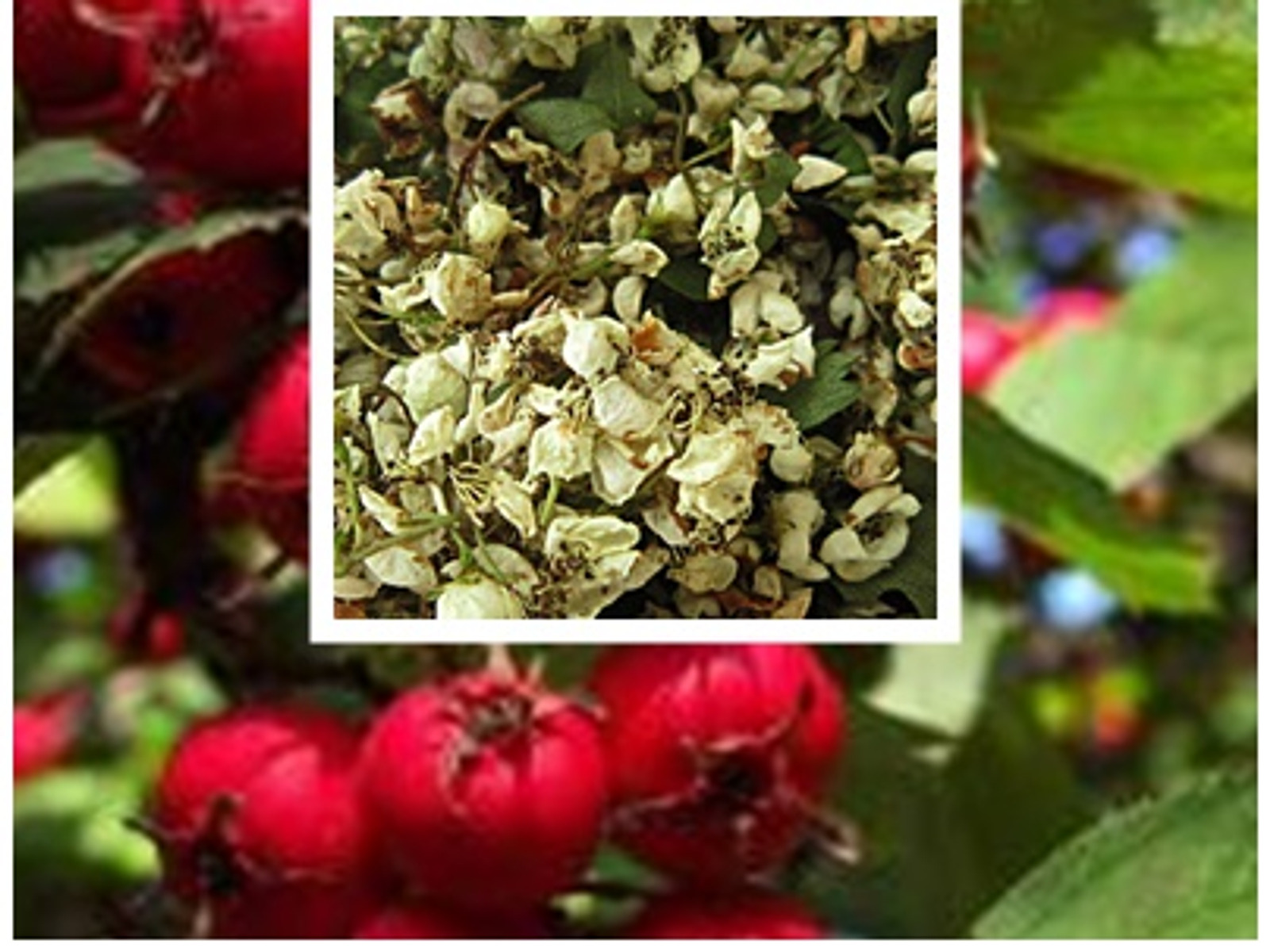 Glog ♥ - Coolinarika