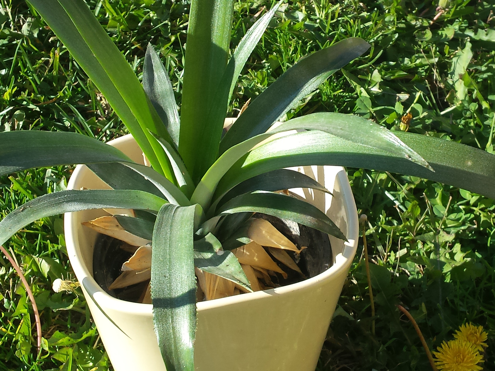 KAKO POSADITI ANANAS? - Coolinarika