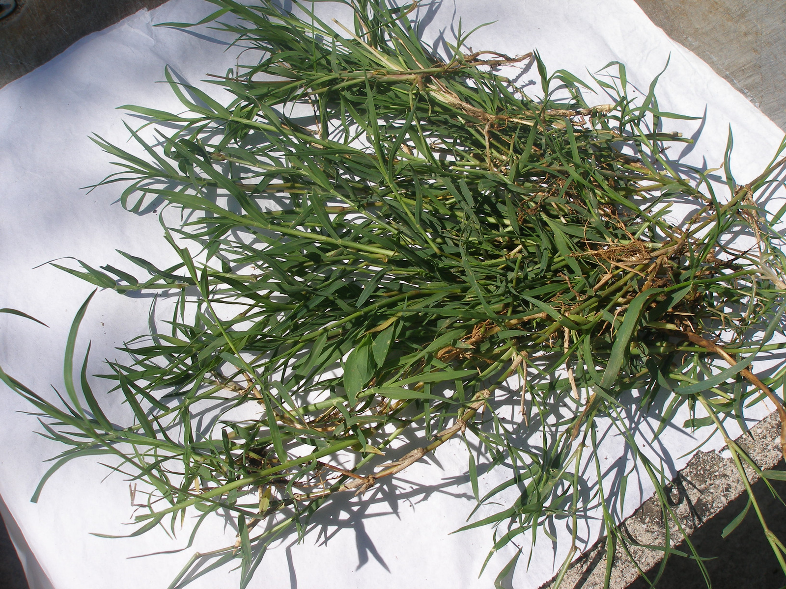 Troskot (ili puzava pirika) - Coolinarika