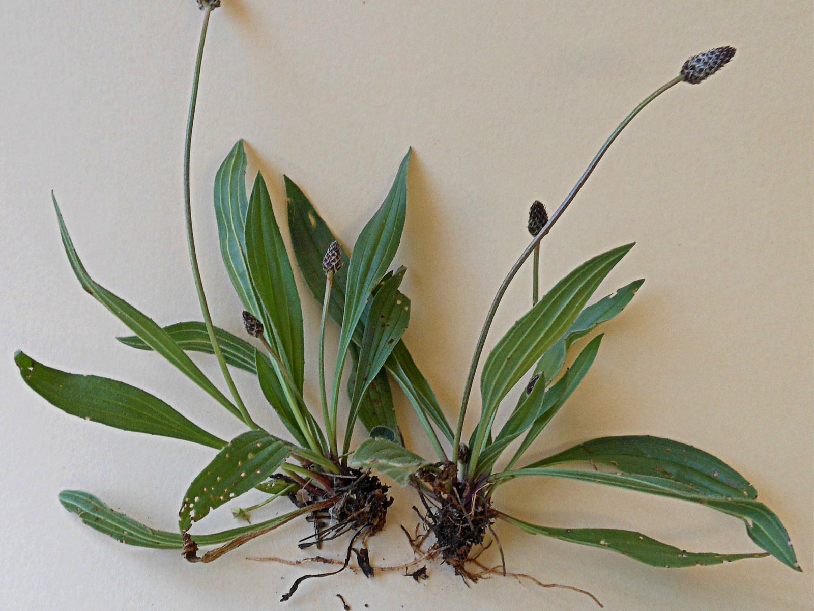 TRPUTEC, čaj, oblozi, ljekovitost.. - Coolinarika