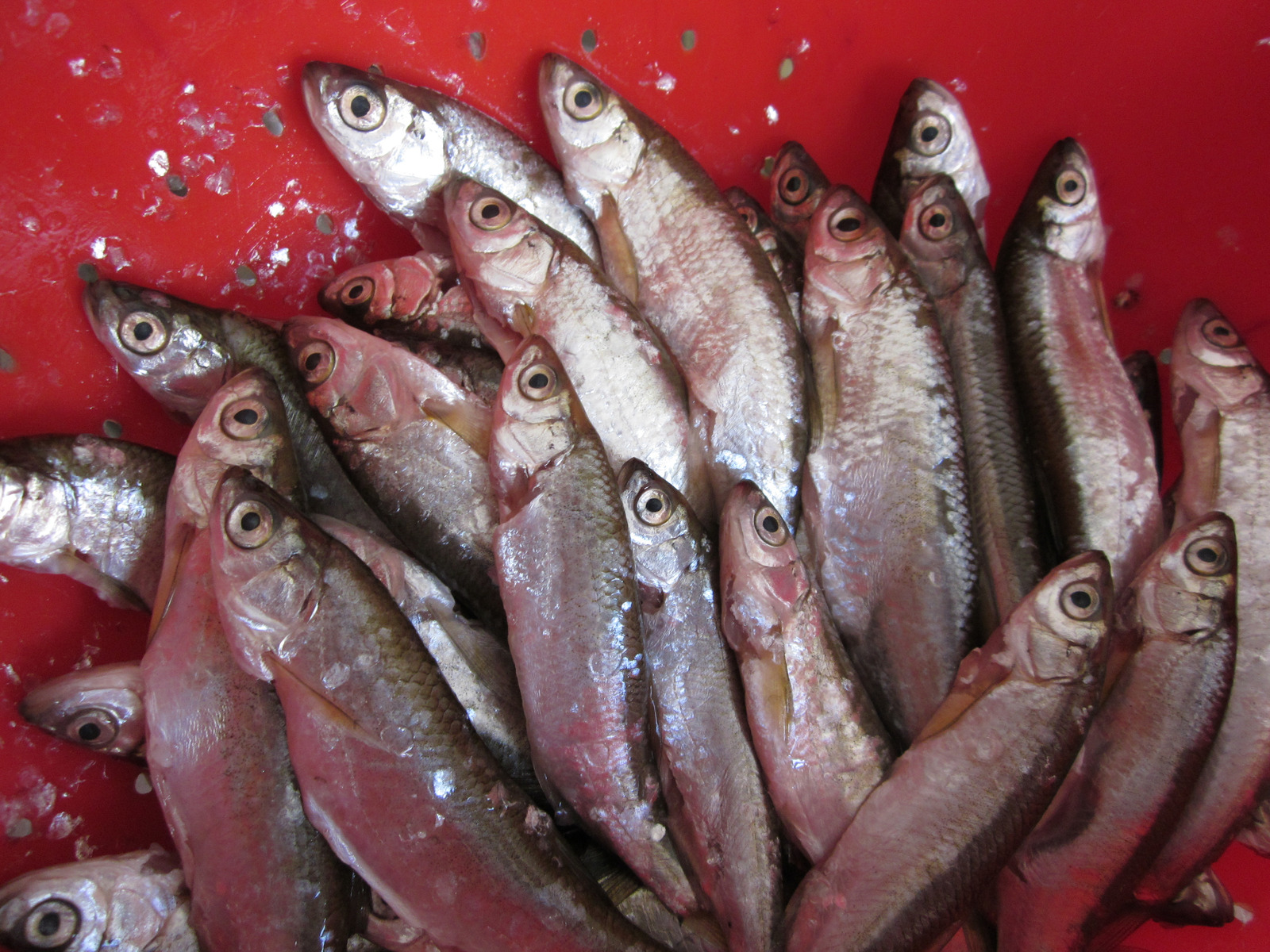 Riba recna - belavica - Coolinarika