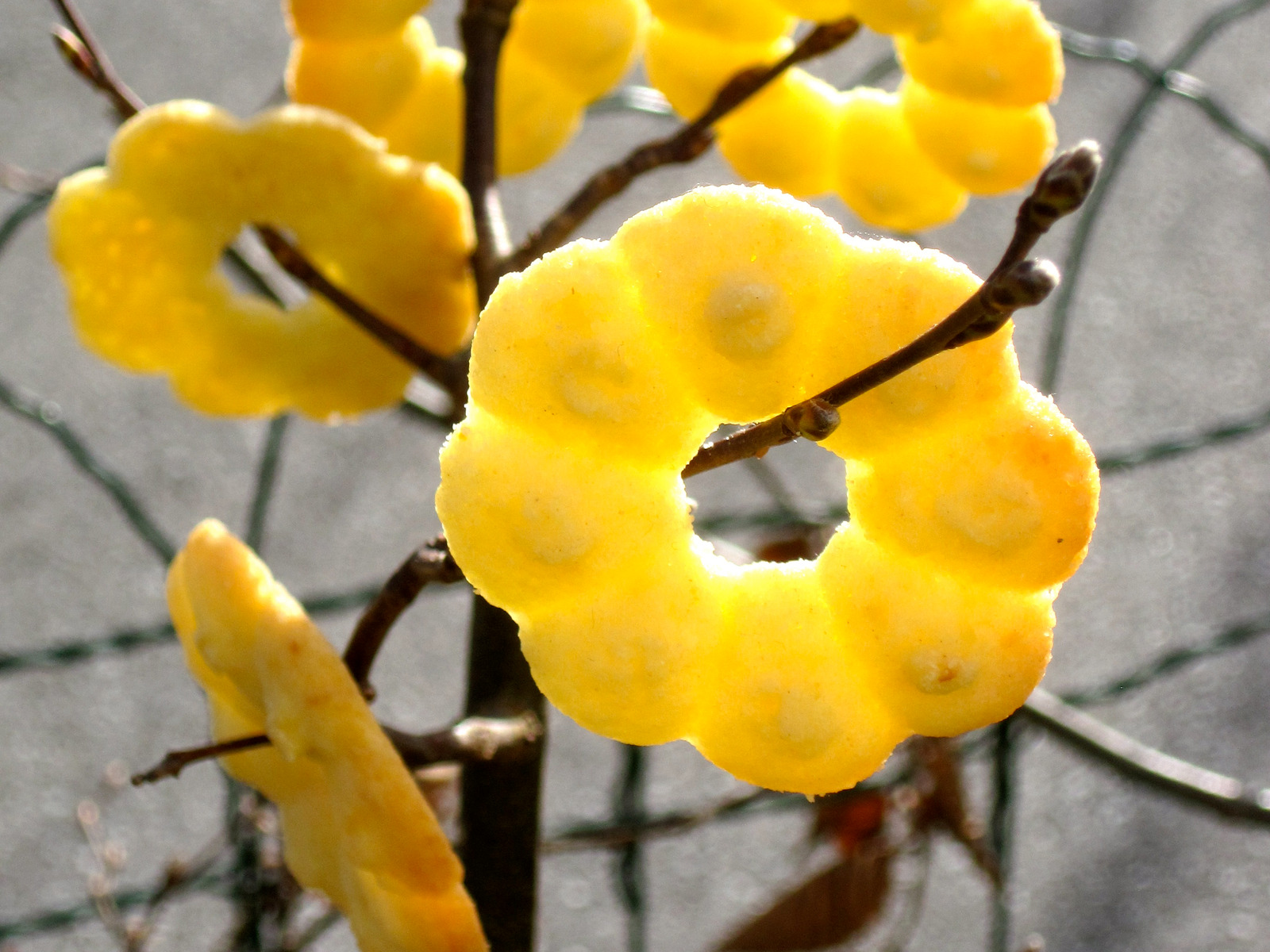 Keksici - Coolinarika