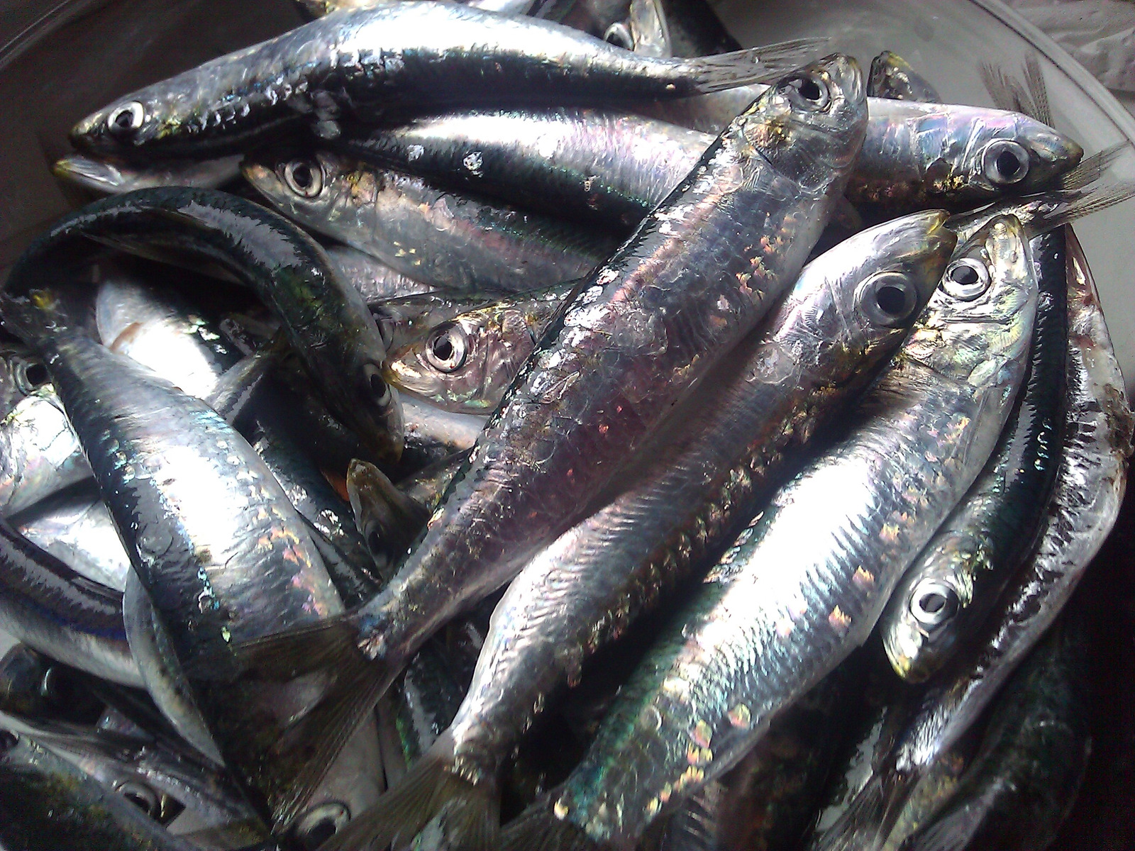 SRDELE NA SAUR - Coolinarika