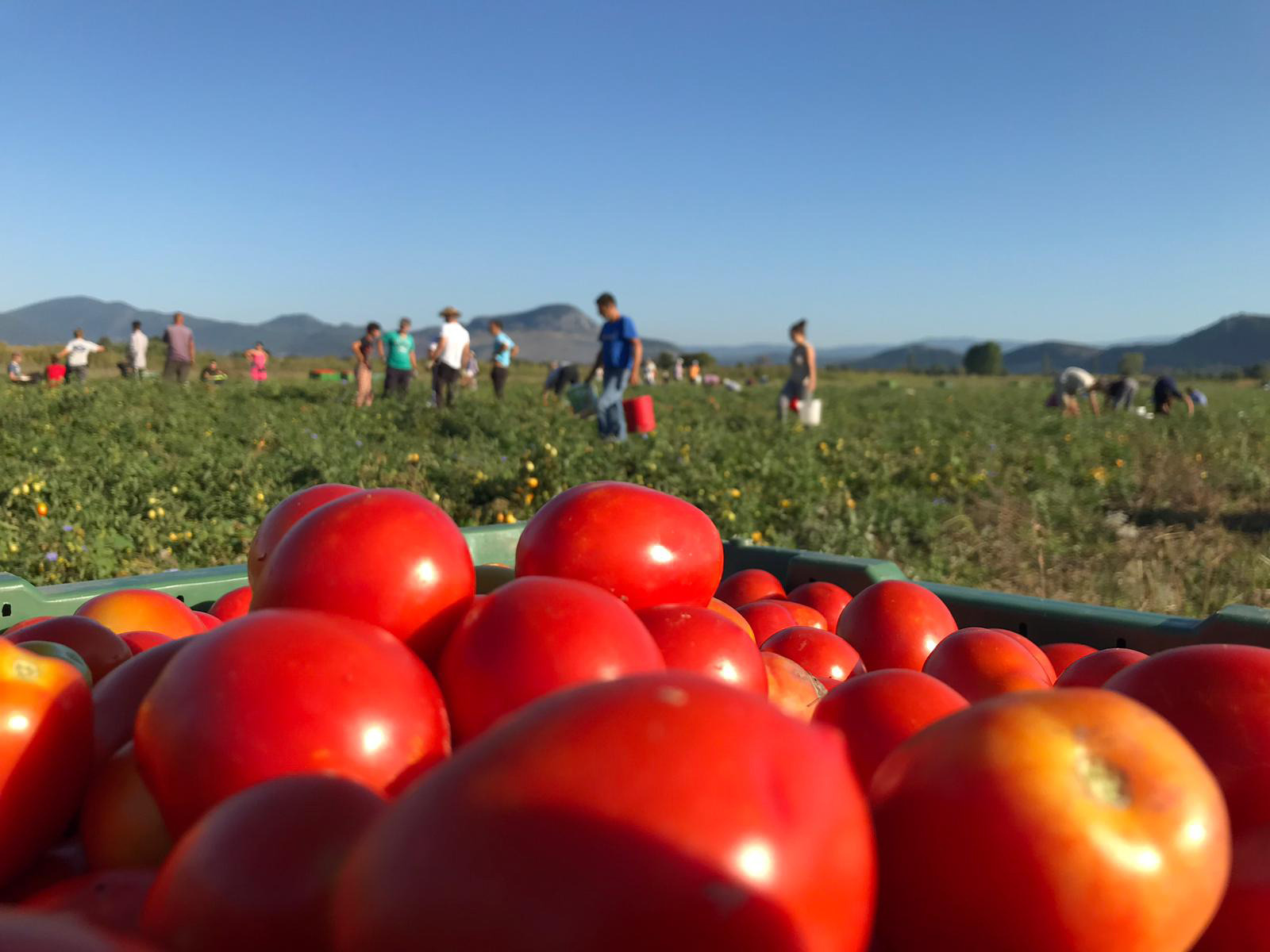 Priča o rajčici koja je brojne dirnula do suza. Kako nastaje Podravka ...