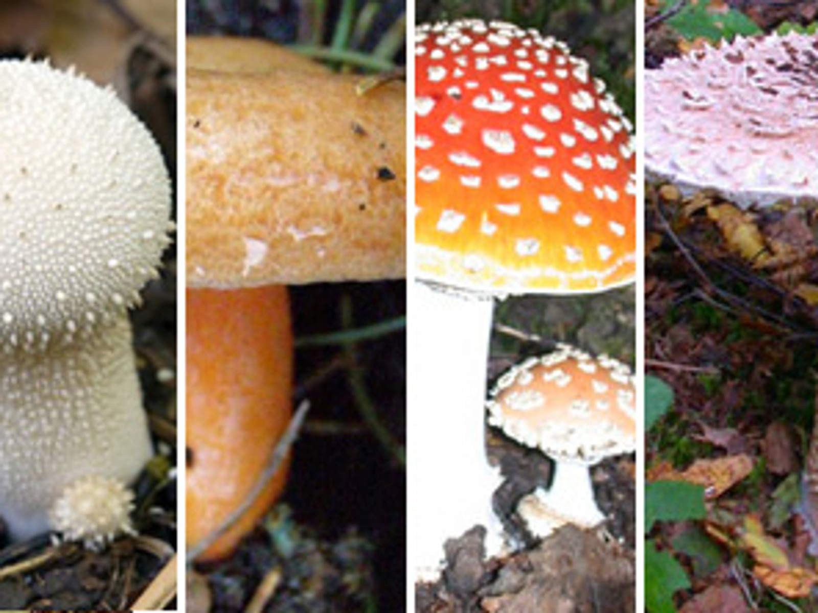 panterova-muhara - Coolinarika