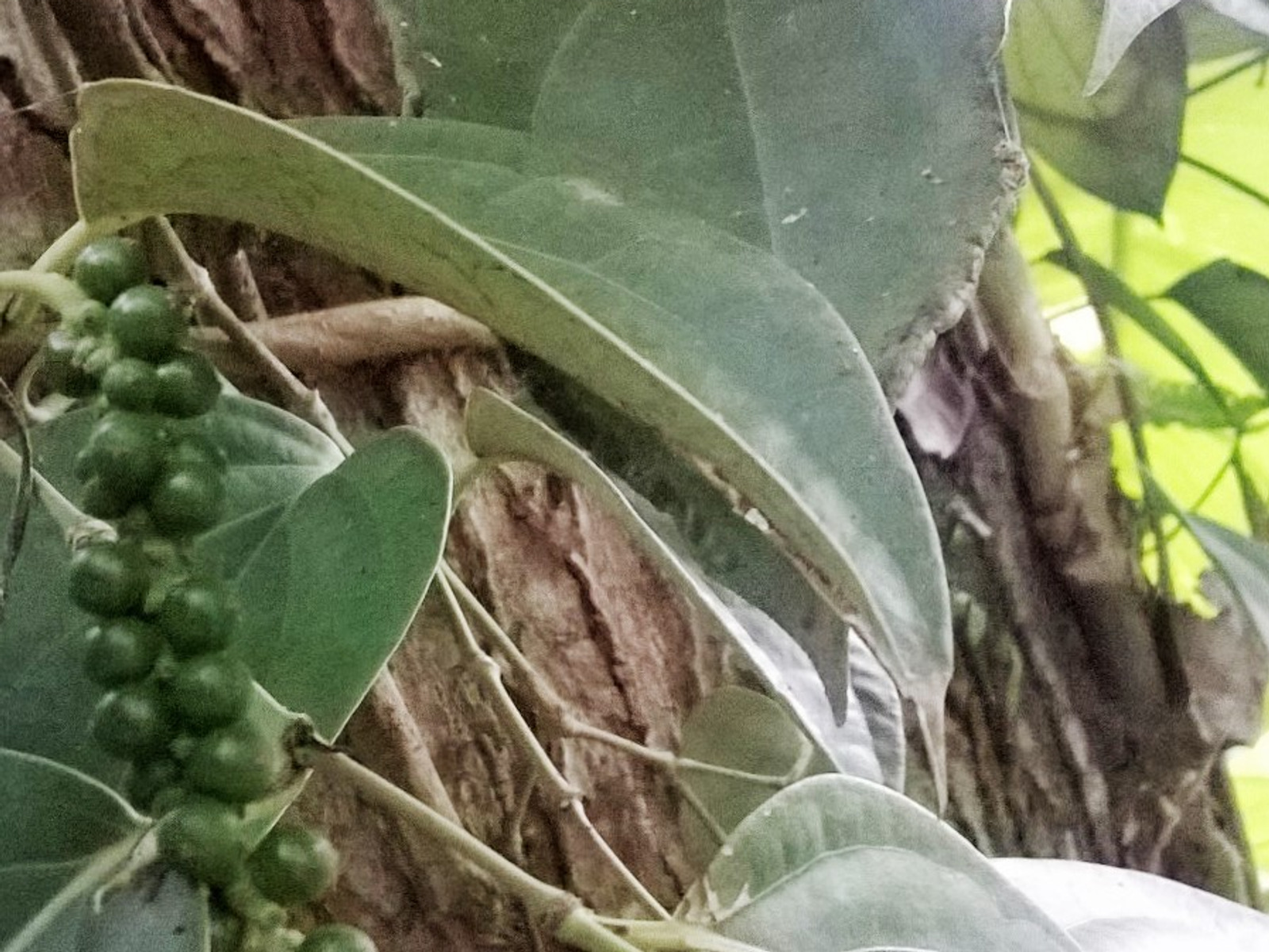 Terminator-LOL (lijek protiv prehlade) - Coolinarika